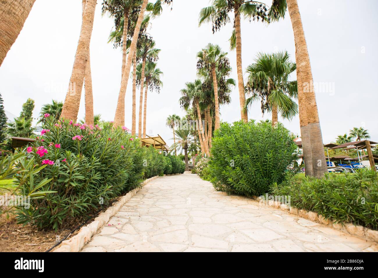 Palm Tree Alley on Cyprus Island. Protaras. Perspective View Stock ...