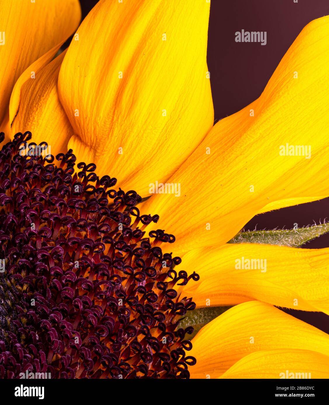 Beautiful yellow sunflower flower hi-res stock photography and images ...