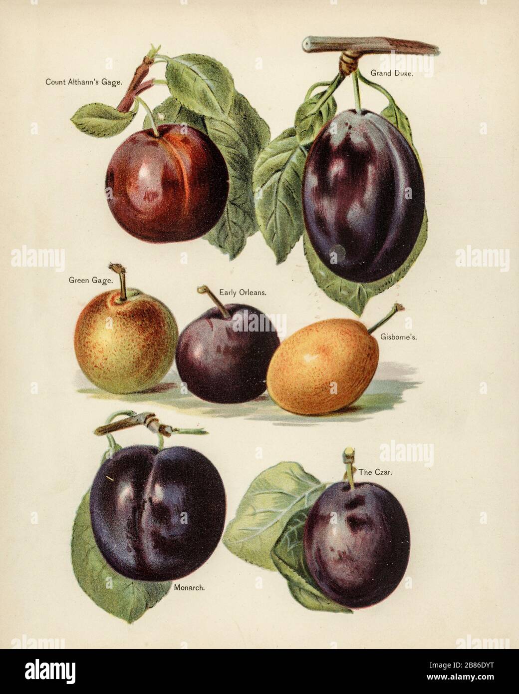 The plum guide hi-res stock photography and images - Alamy
