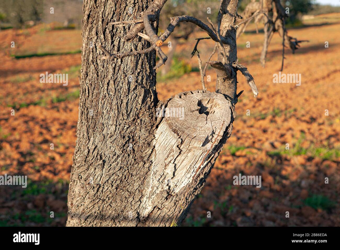 detail of tree with dry bark Stock Photo - Alamy
