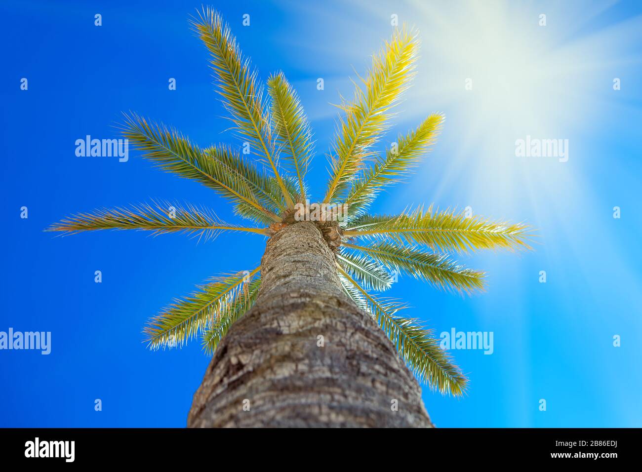 tropical nature with sun over the palm tree Stock Photo - Alamy