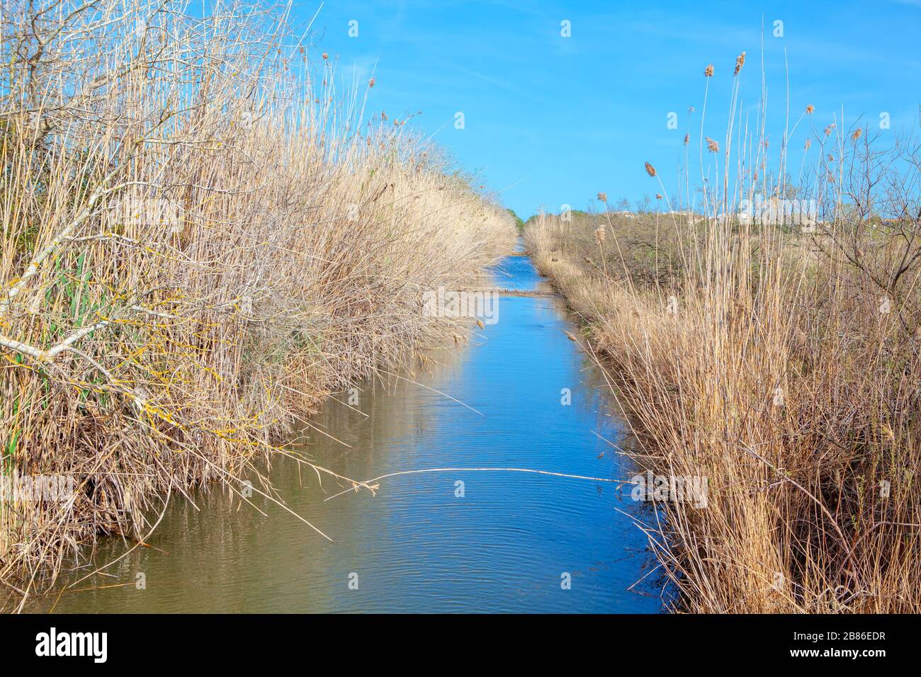 natural water canal and dry reed Stock Photo - Alamy