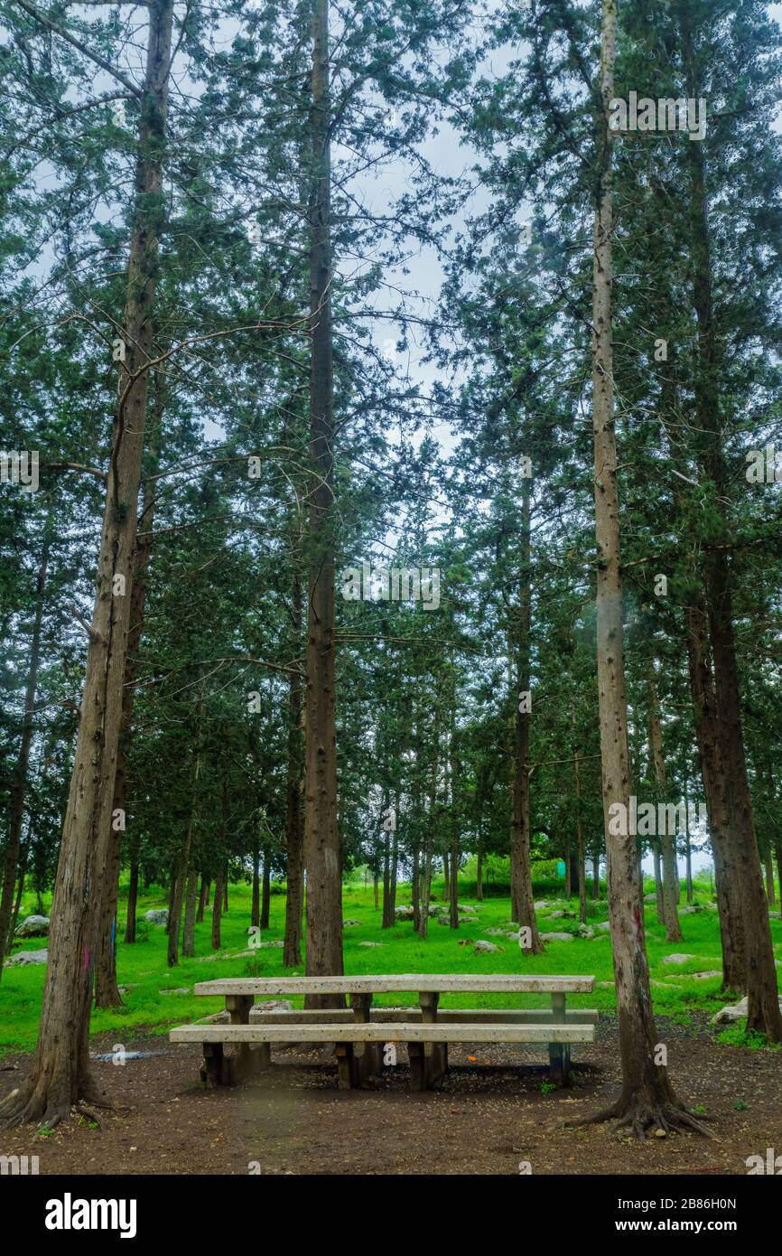 Trees and picnic table in the Kiryat Ata Forest (Tzippori Forest scenic ...
