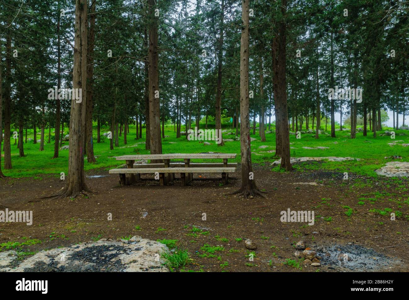 Trees and picnic table in the Kiryat Ata Forest (Tzippori Forest scenic ...