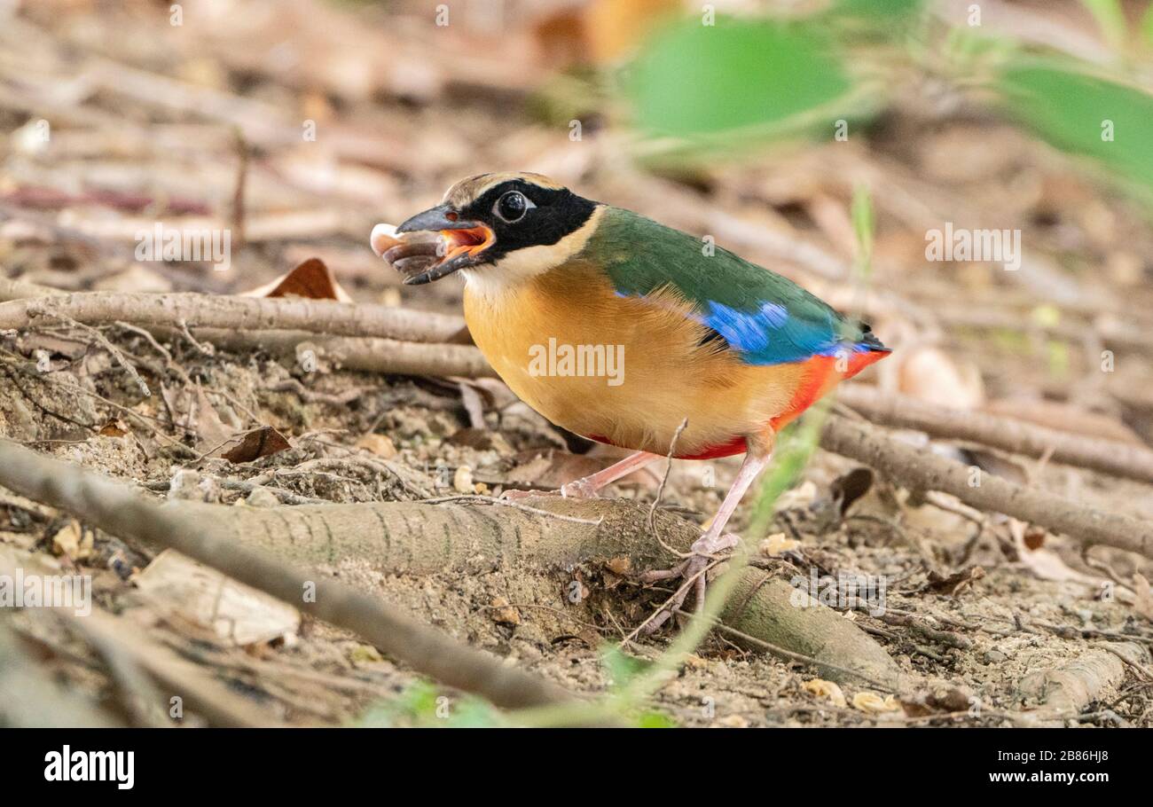blue-winged pitta, Pitta moluccensis, adult feeding on snail, on ground ...
