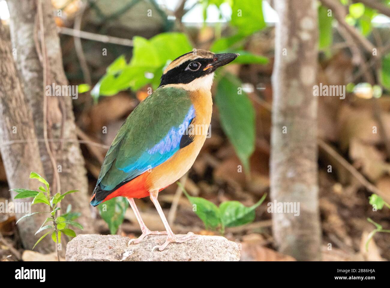 blue-winged pitta, Pitta moluccensis, adult standing on ground in leaf ...