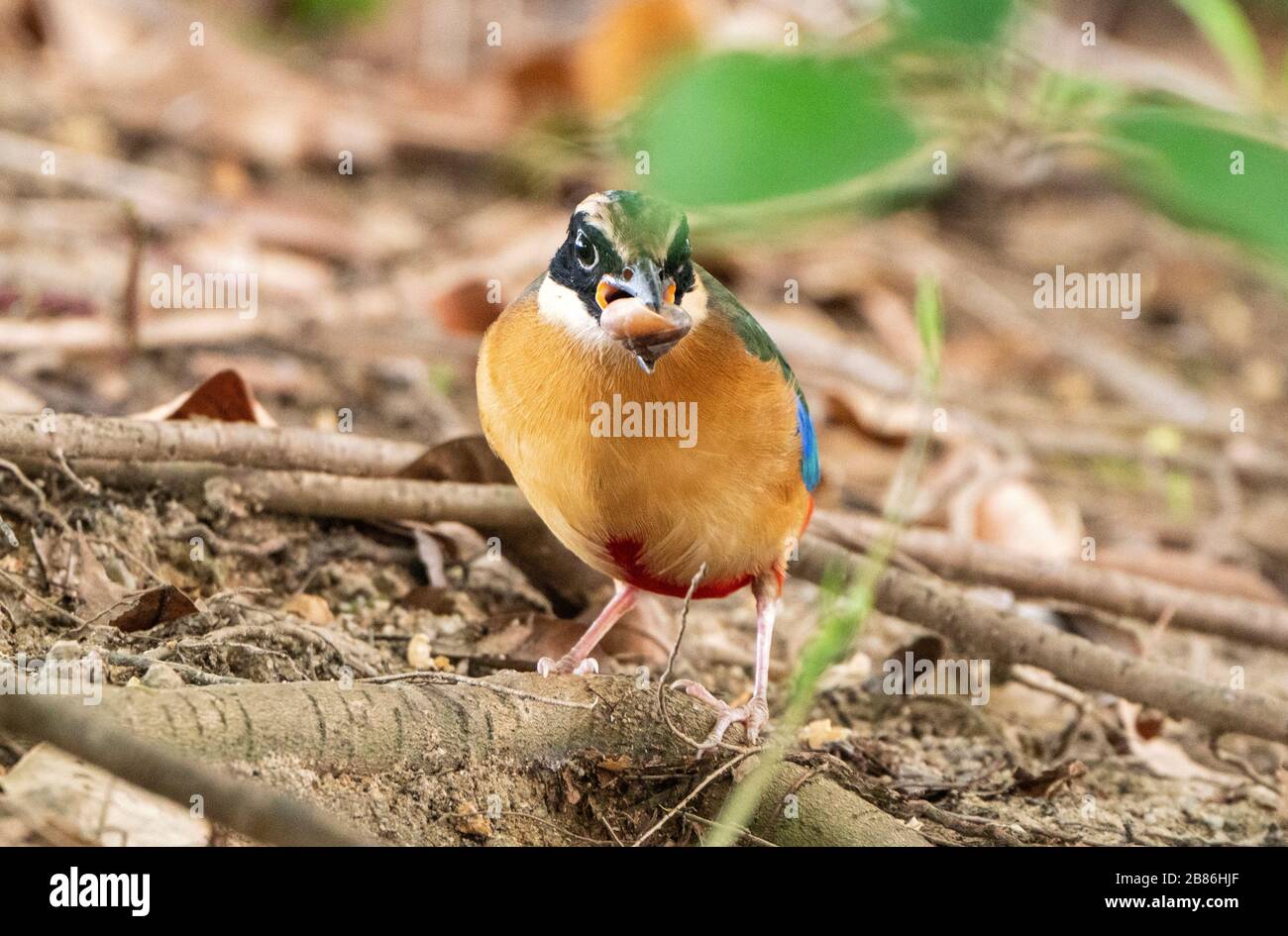 blue-winged pitta, Pitta moluccensis, adult feeding on snail, on ground ...