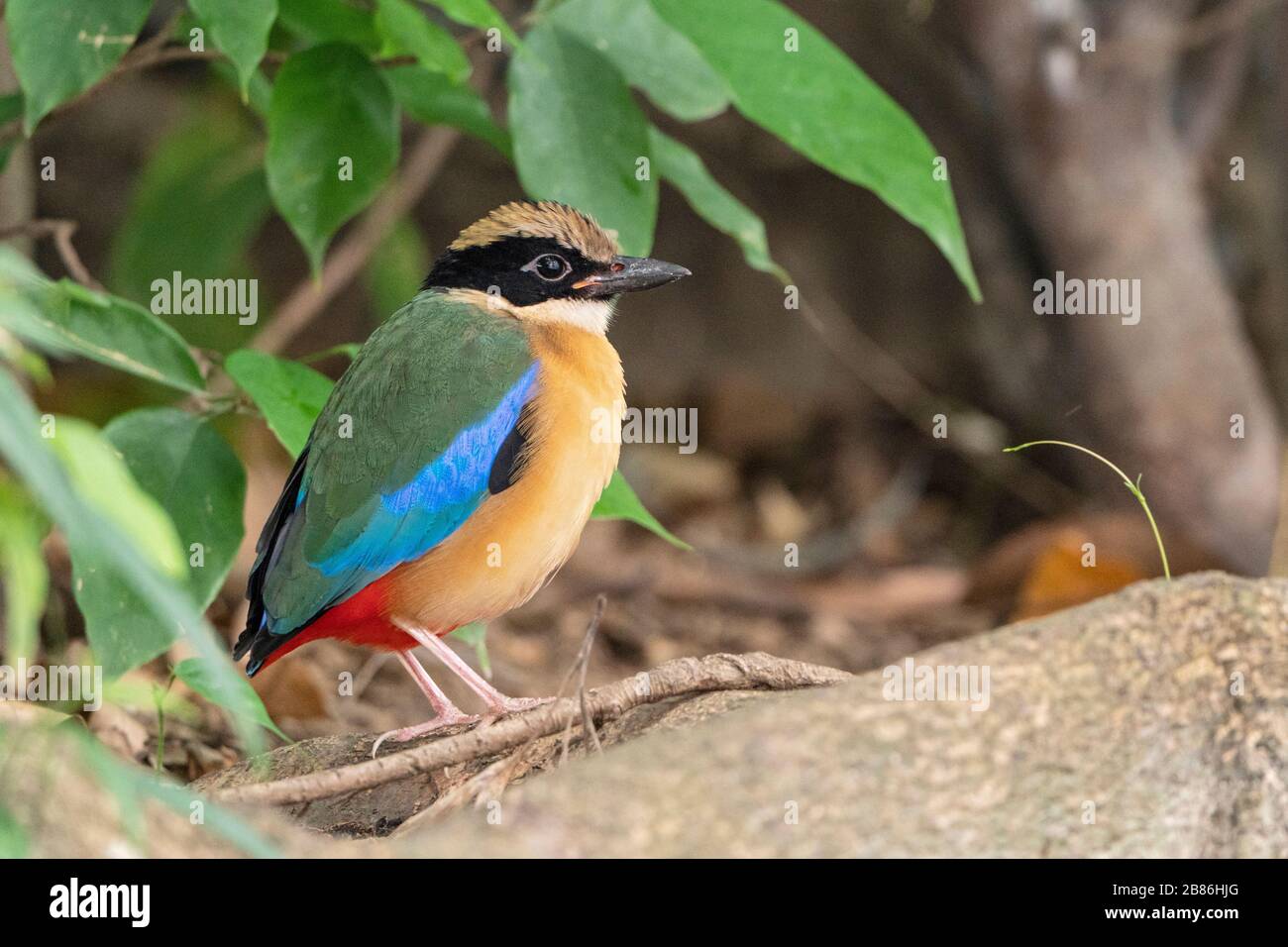 blue-winged pitta, Pitta moluccensis, adult standing on ground in leaf ...