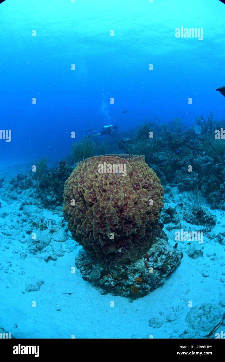 Underwater images from dives, divers and marine life while diving on ...