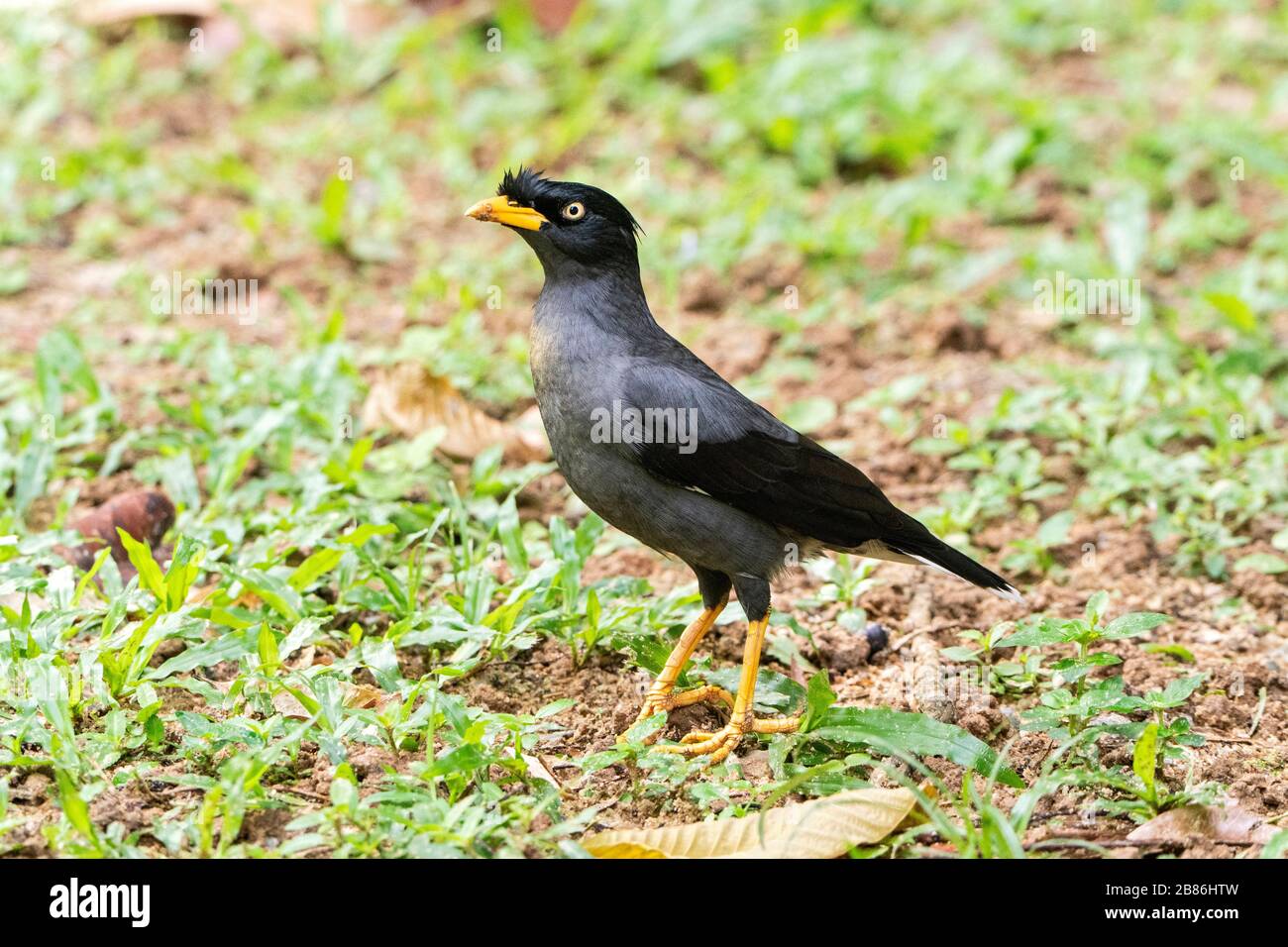 Javan mynas hi-res stock photography and images - Alamy