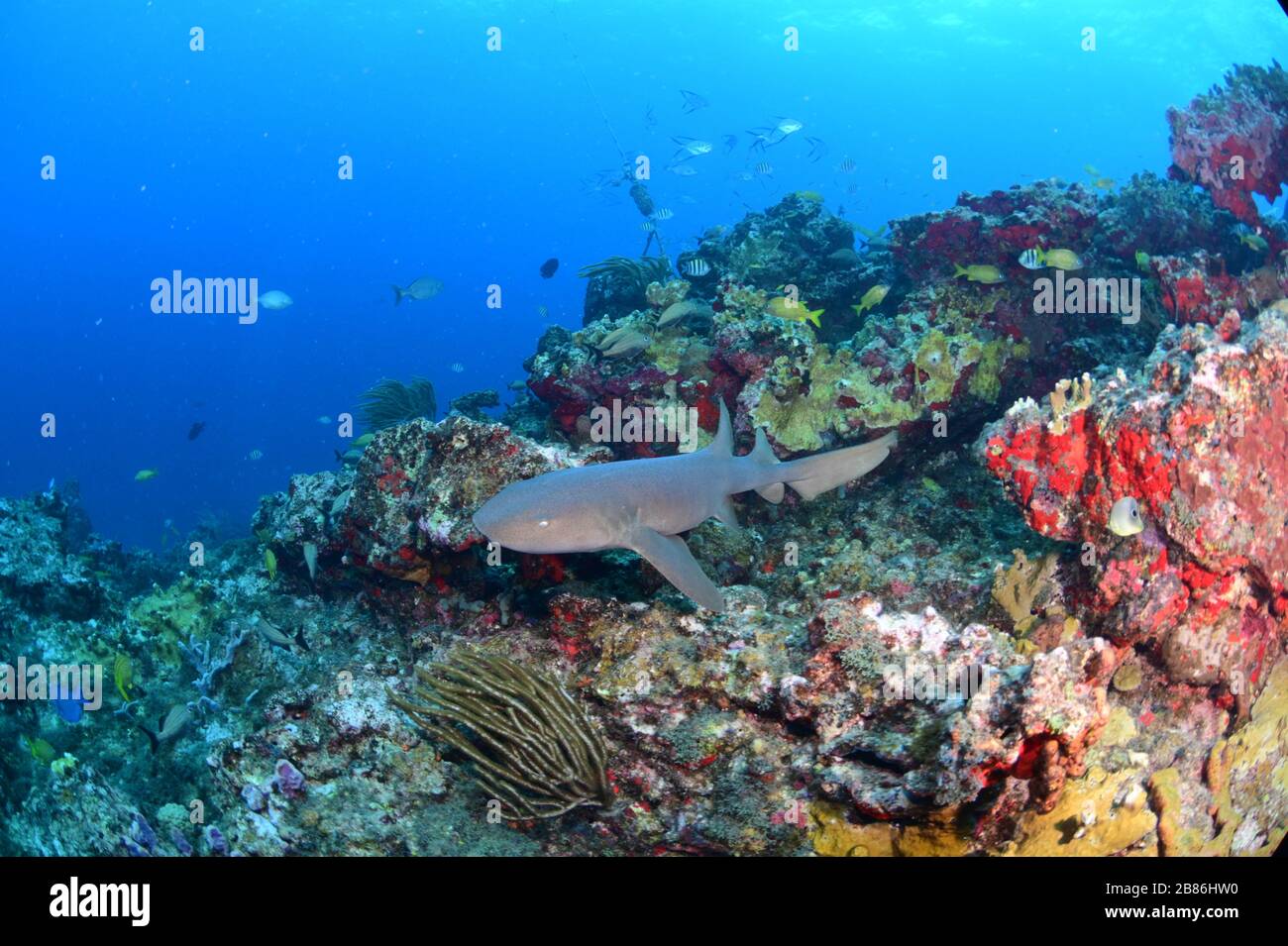 Underwater images from dives, divers and marine life while diving on ...