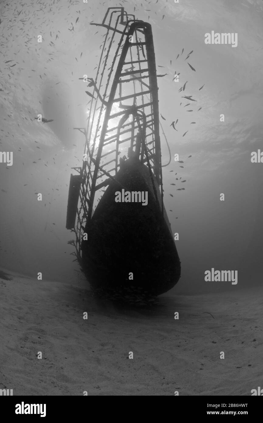 Underwater images from dives, divers and marine life while diving on ...