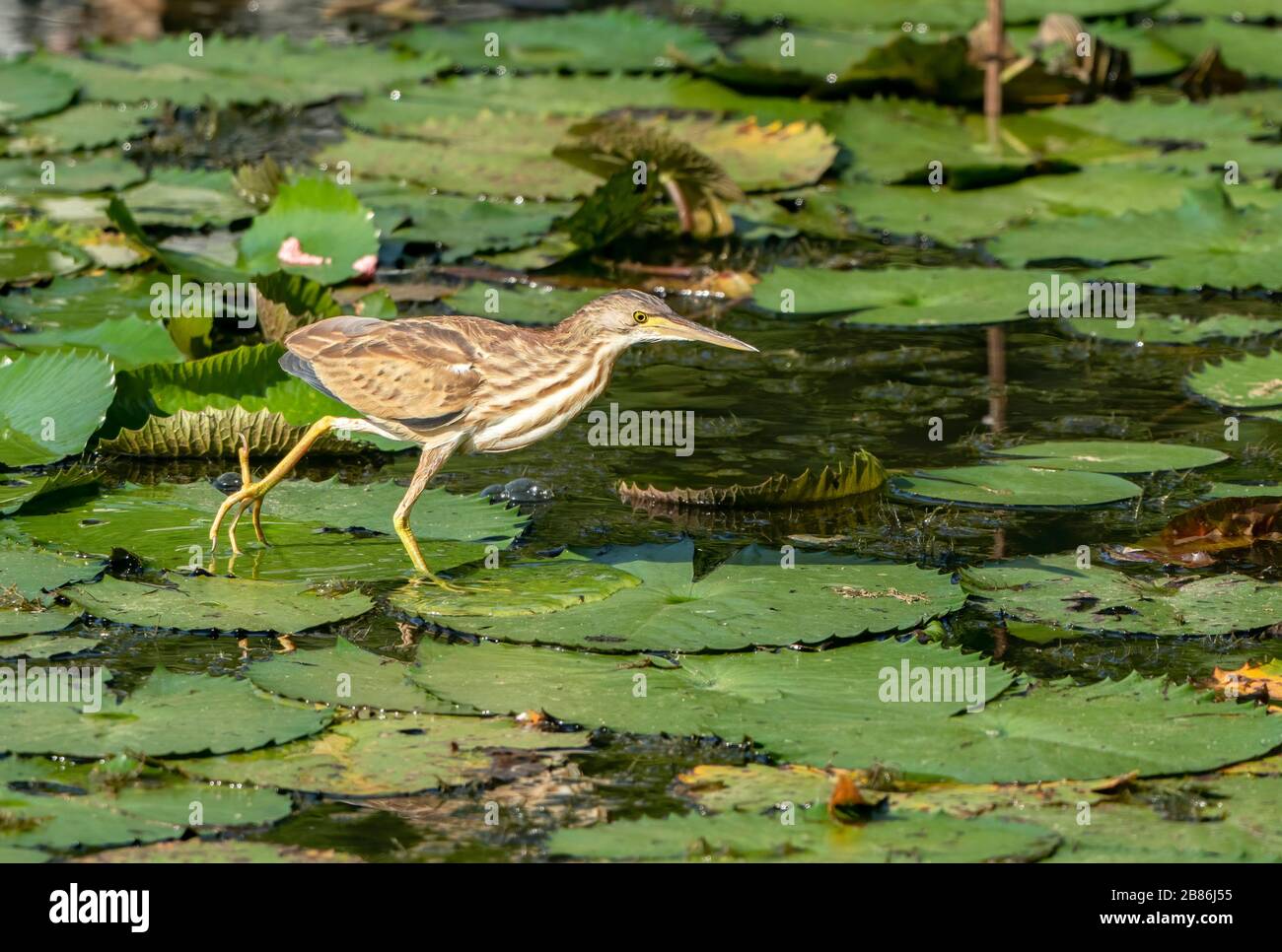 yellow bittern, Ixobrychus sinensis, wlking on floating vegetation ...