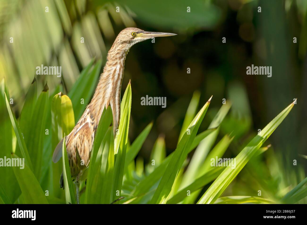 Yellow bittern chick hi-res stock photography and images - Alamy