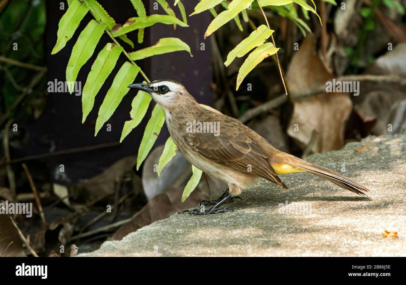 yellow-vented bulbul, Pycnonotus goiavier, feeding on fruit on the ...