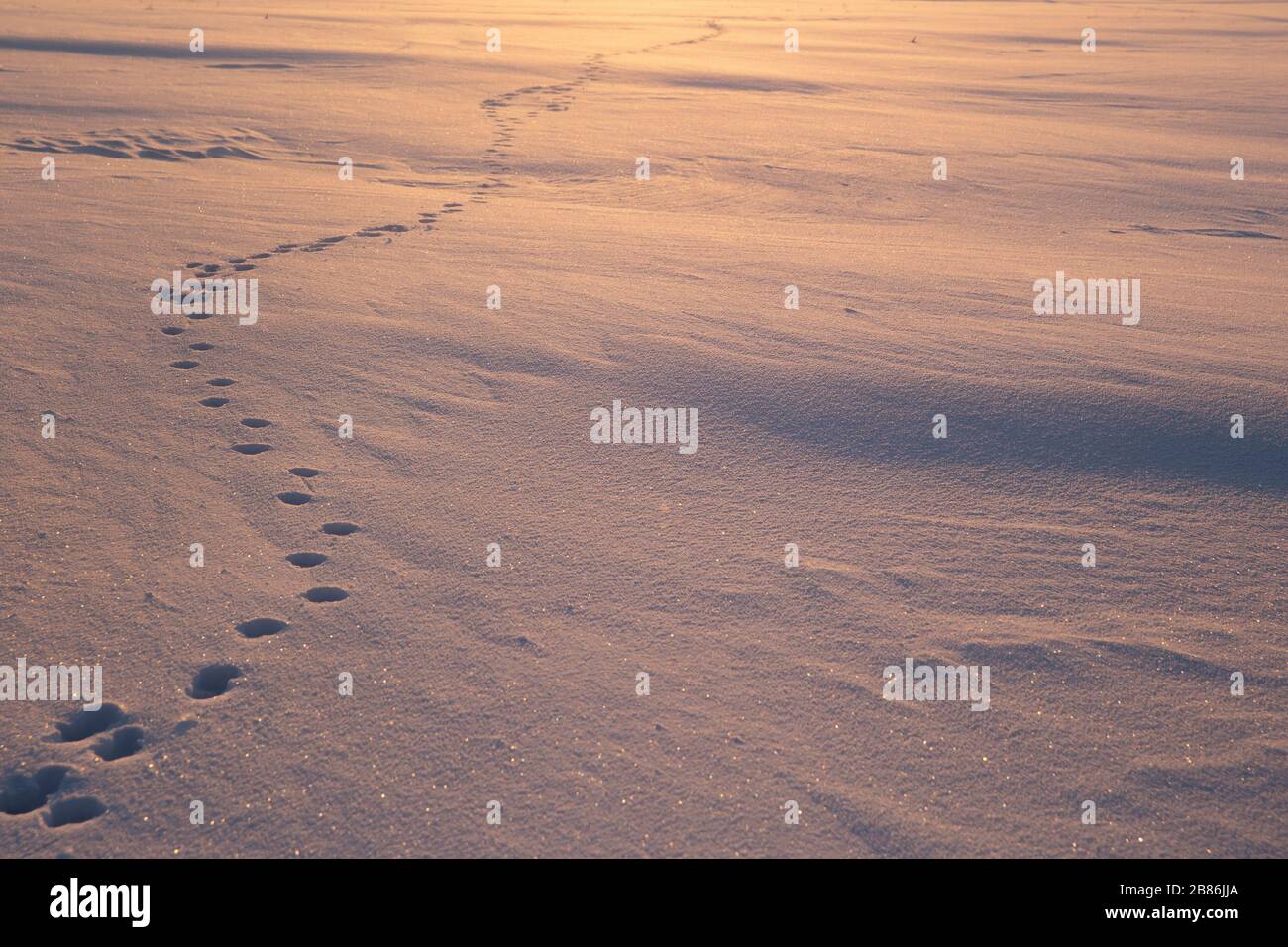 Dog tracks hi-res stock photography and images - Alamy