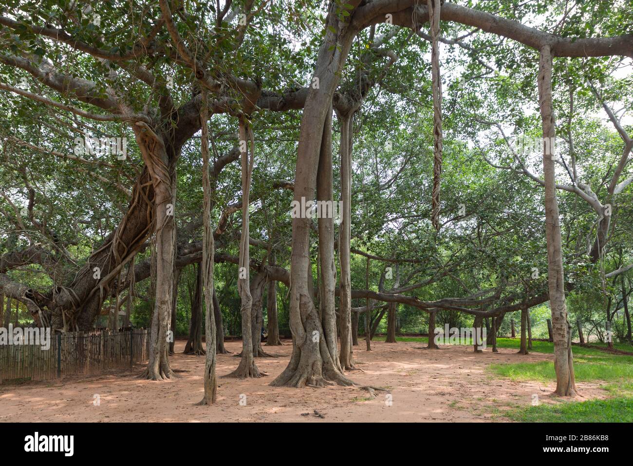 Banyan Tree in Auroville Pondicherry in India Stock Photo - Alamy
