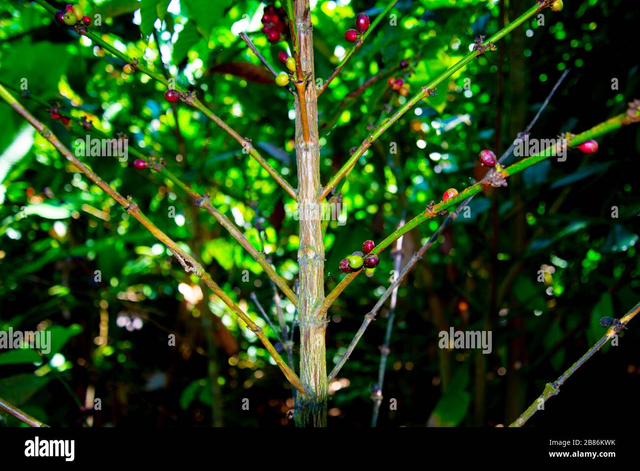 Growing Coffee Beans Stock Photo - Alamy