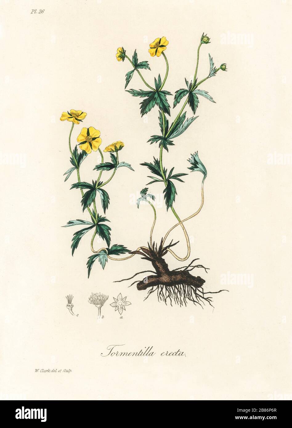 Tormentilla High Resolution Stock Photography and Images - Alamy