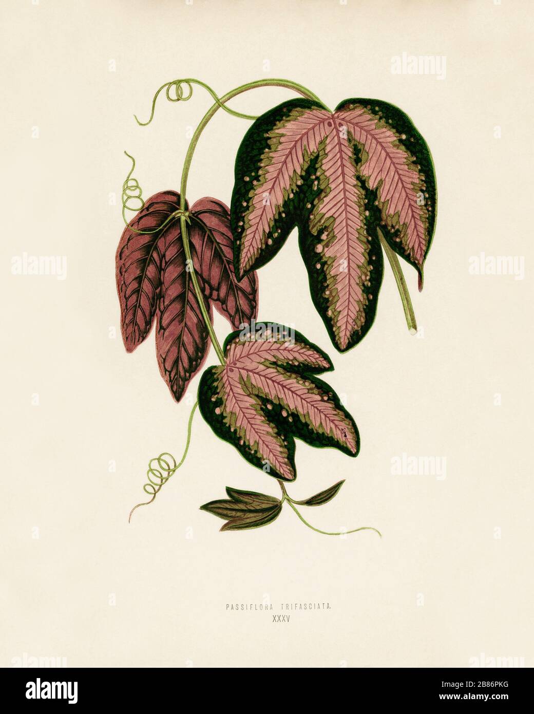 Passiflora trifasciata hi-res stock photography and images - Alamy