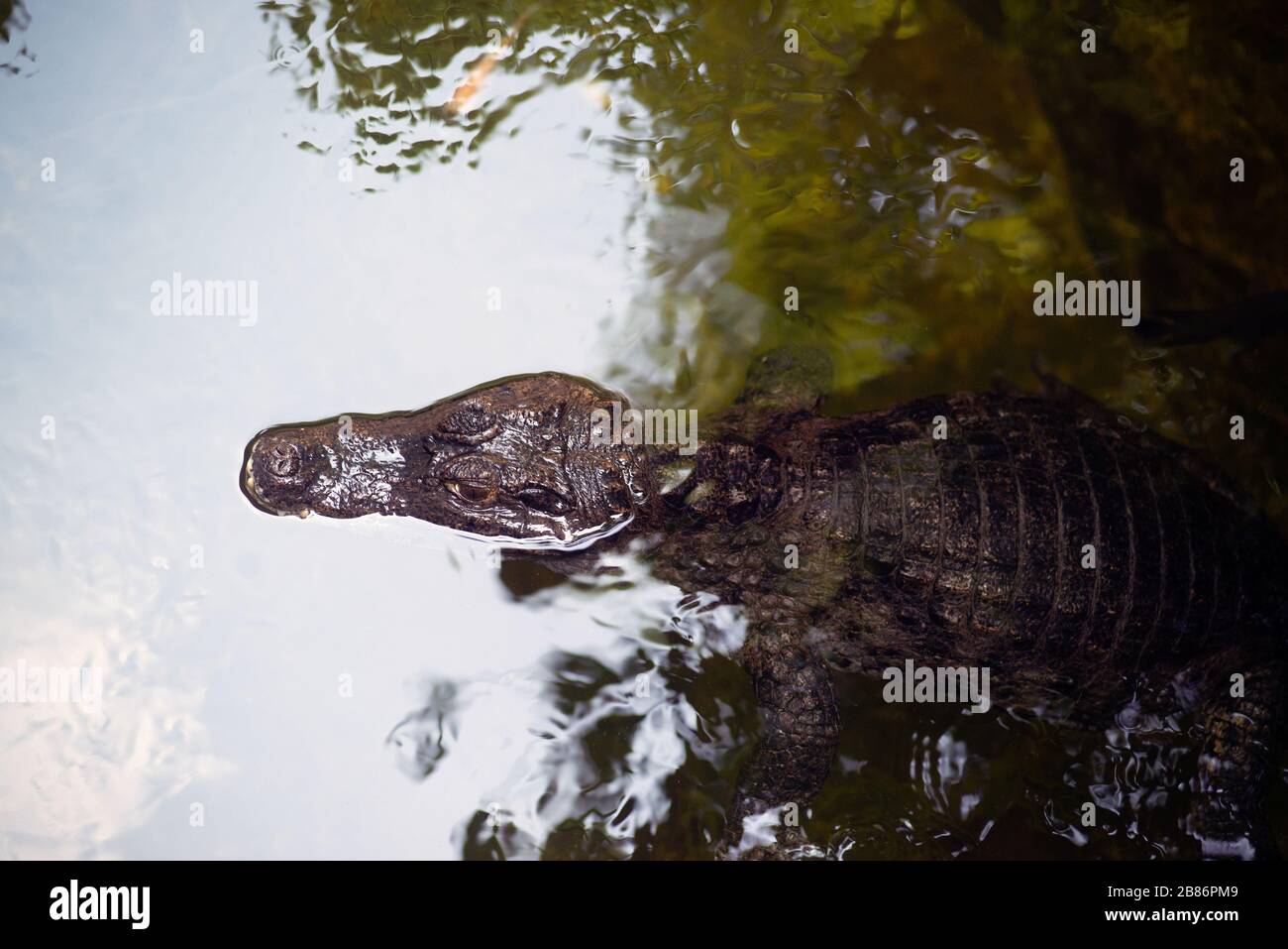 Alone Caiman ( Alligatoridae ) relax sleeping in a water Stock Photo ...