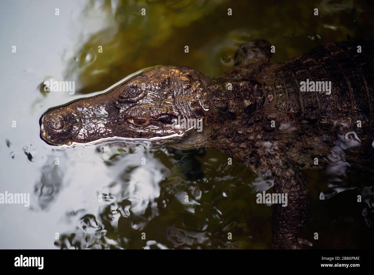 Alone Caiman ( Alligatoridae ) relax sleeping in a water Stock Photo ...