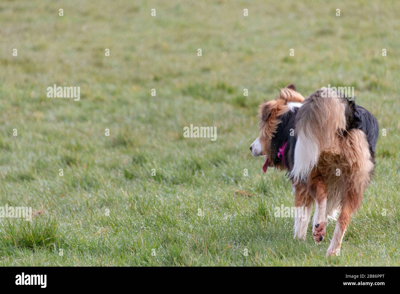 Girl playing fetch with dog hi-res stock photography and images - Alamy