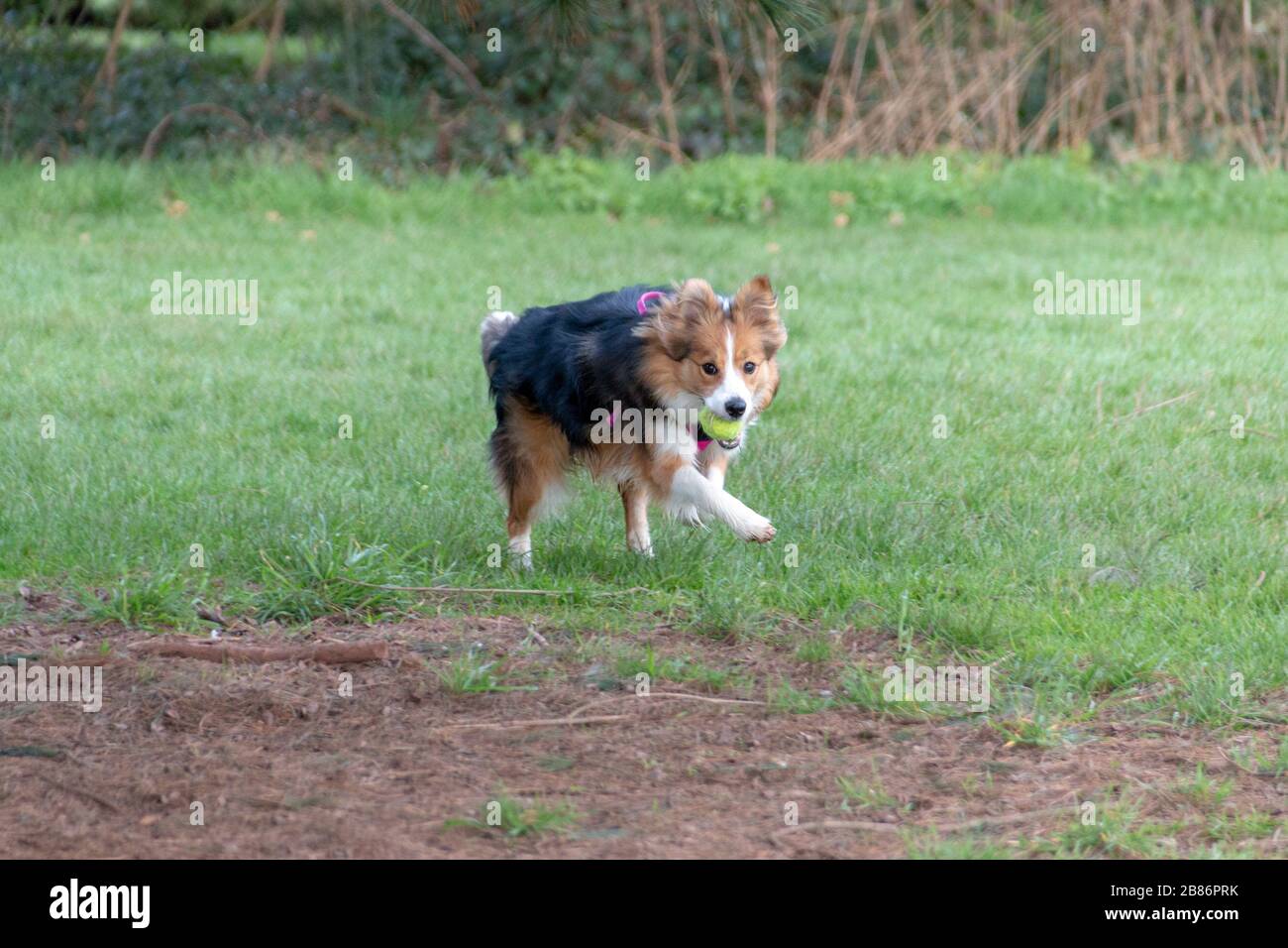 Girl playing fetch with dog hi-res stock photography and images - Alamy