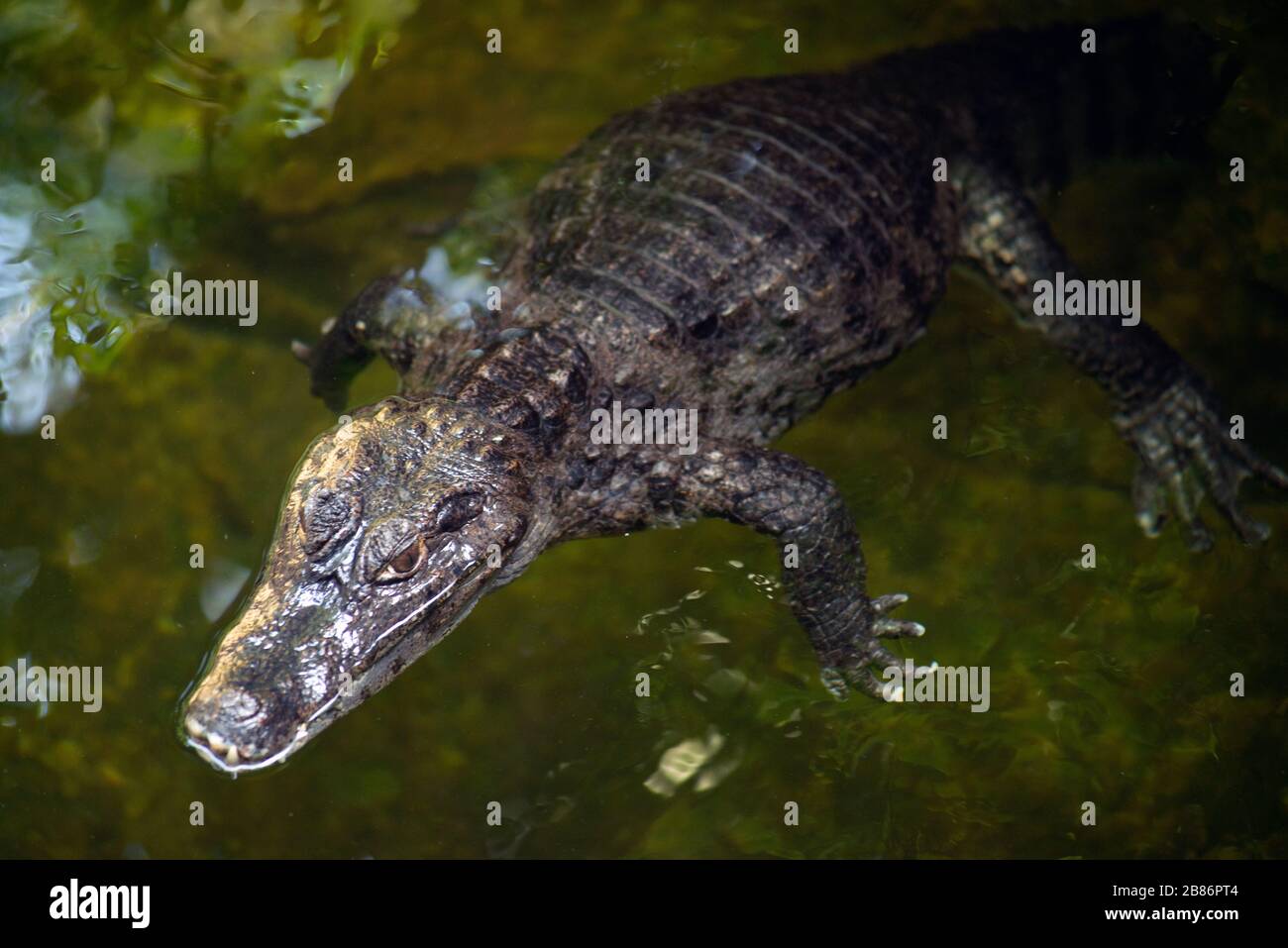 Alone Caiman ( Alligatoridae ) relax sleeping in a water Stock Photo ...