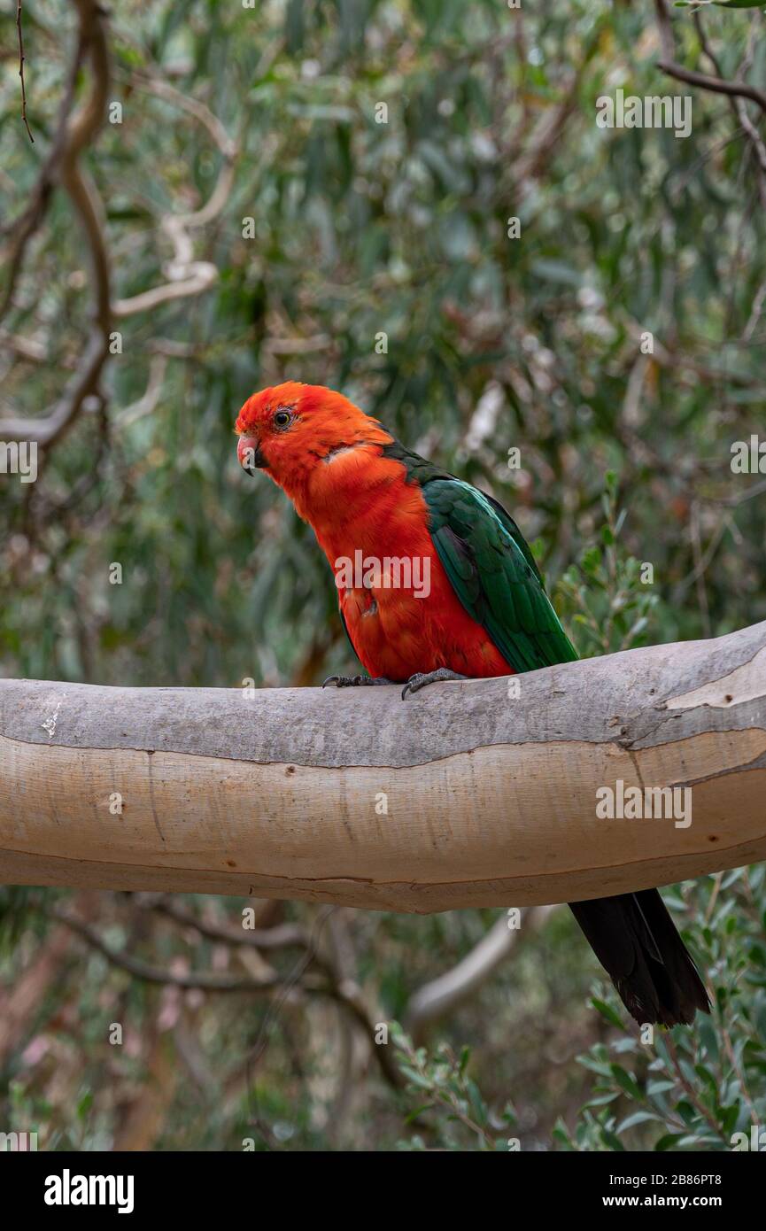 Male Australian King Parrot, Alisterus scapularis, perched on a tree ...