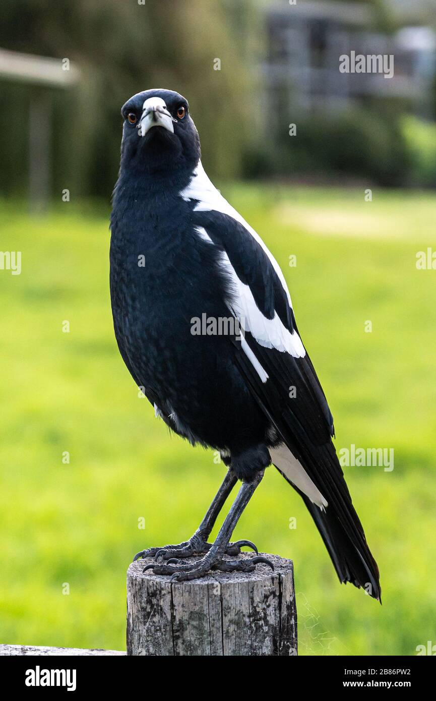 Australian magpie swooping hi-res stock photography and images - Alamy