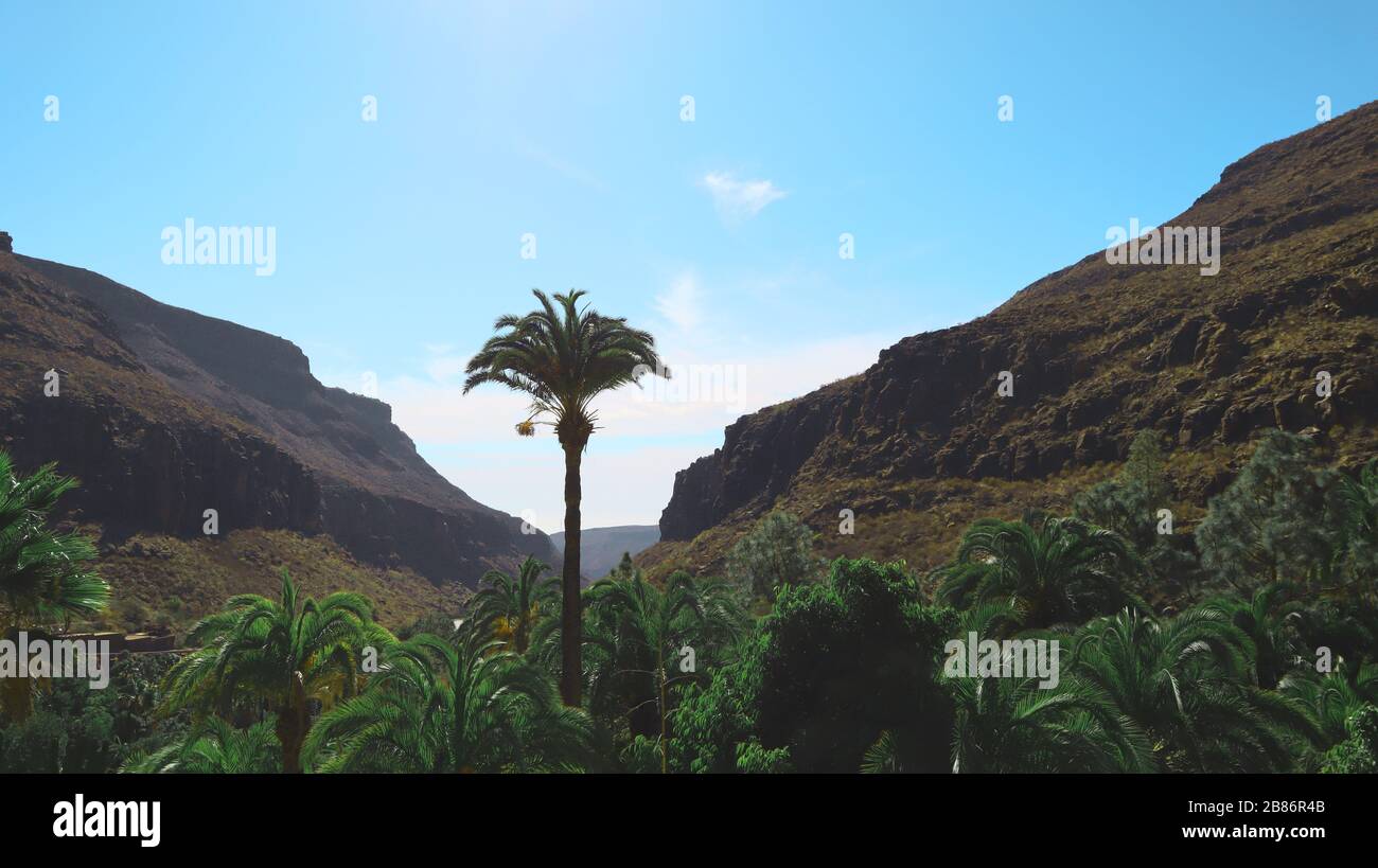 Gran Canaria Palm Tree High Resolution Stock Photography and Images - Alamy