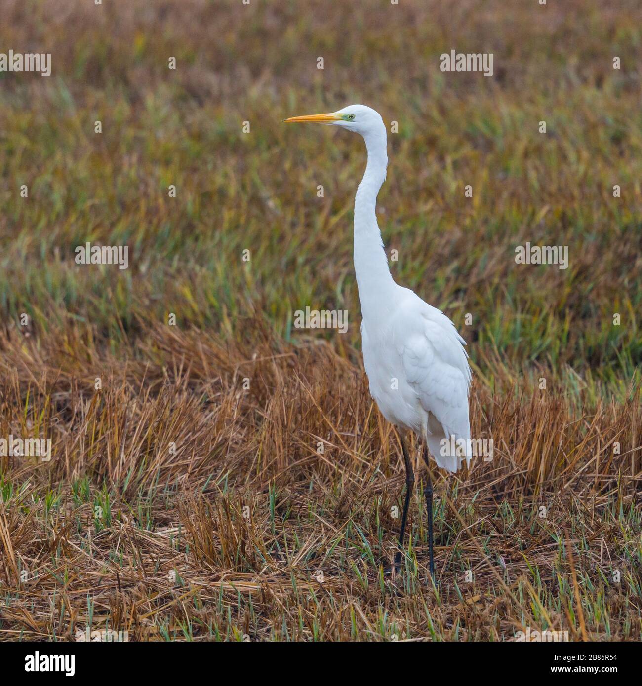 Cut reed hi-res stock photography and images - Alamy
