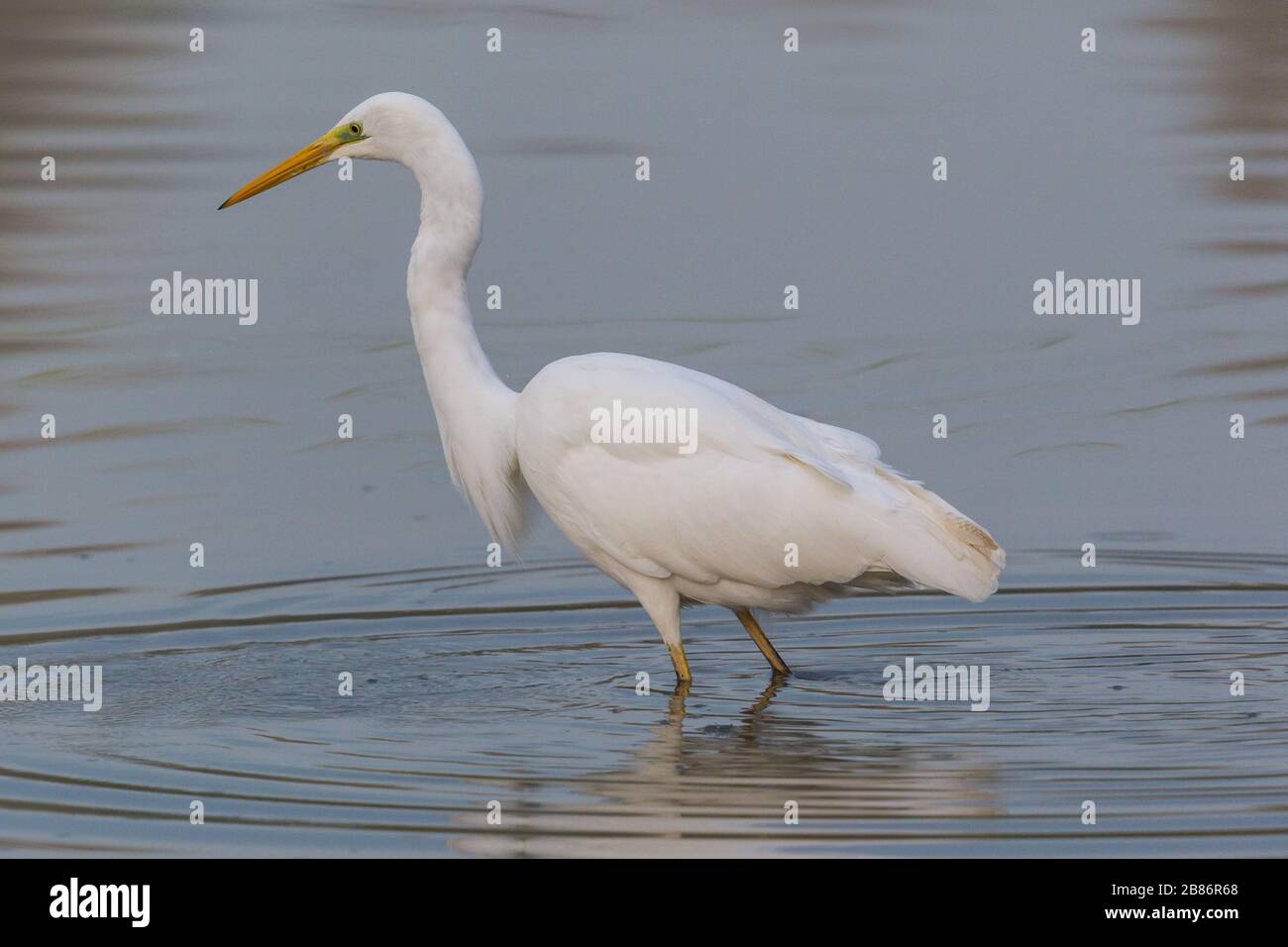 side view natural great white egret (egretta alba) wading in water ...