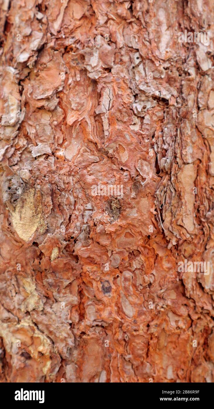 Texture of a tree trunk detail Stock Photo - Alamy