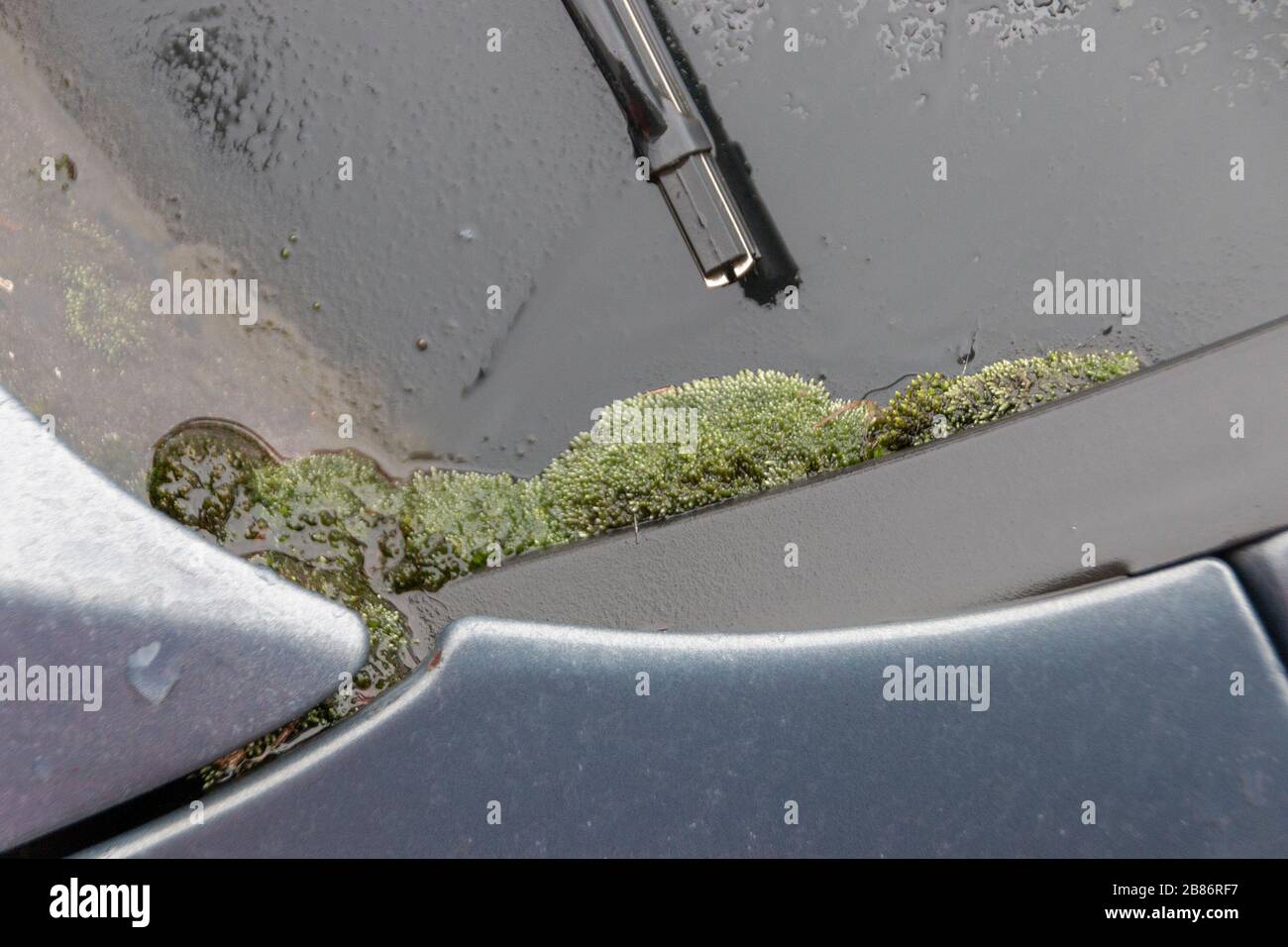 a close up view of moss growing on the back of a cars window due to the ...