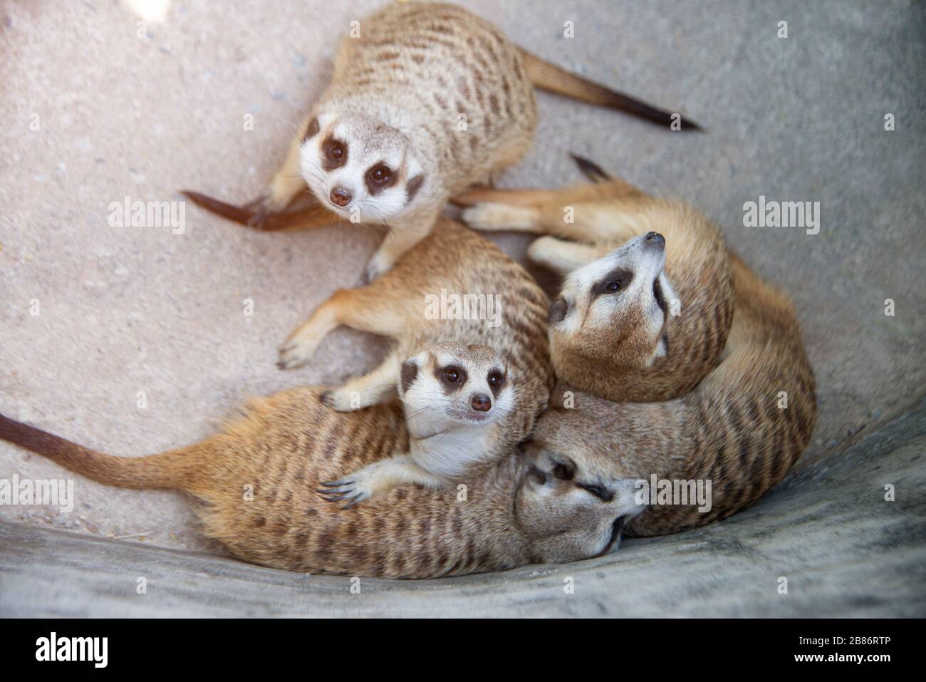 Image of a meerkat or suricate on nature background Stock Photo - Alamy