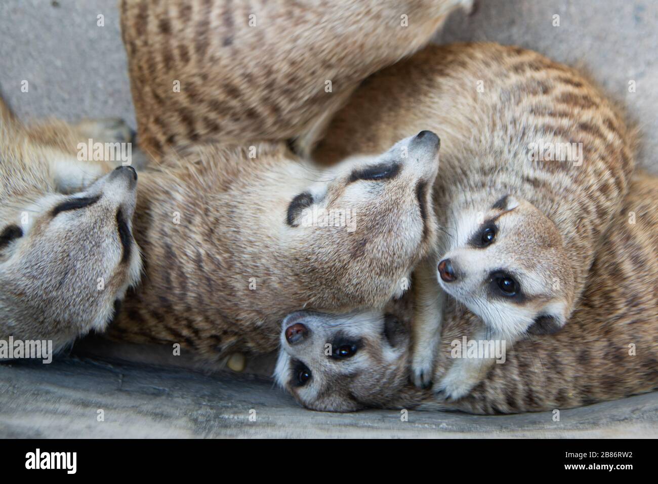 Image of a meerkat or suricate on nature background Stock Photo - Alamy