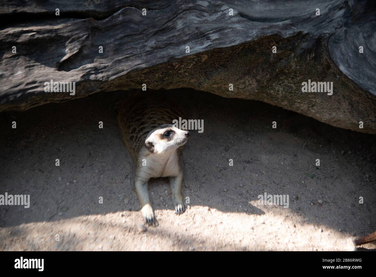 Image of a meerkat or suricate on nature background Stock Photo - Alamy