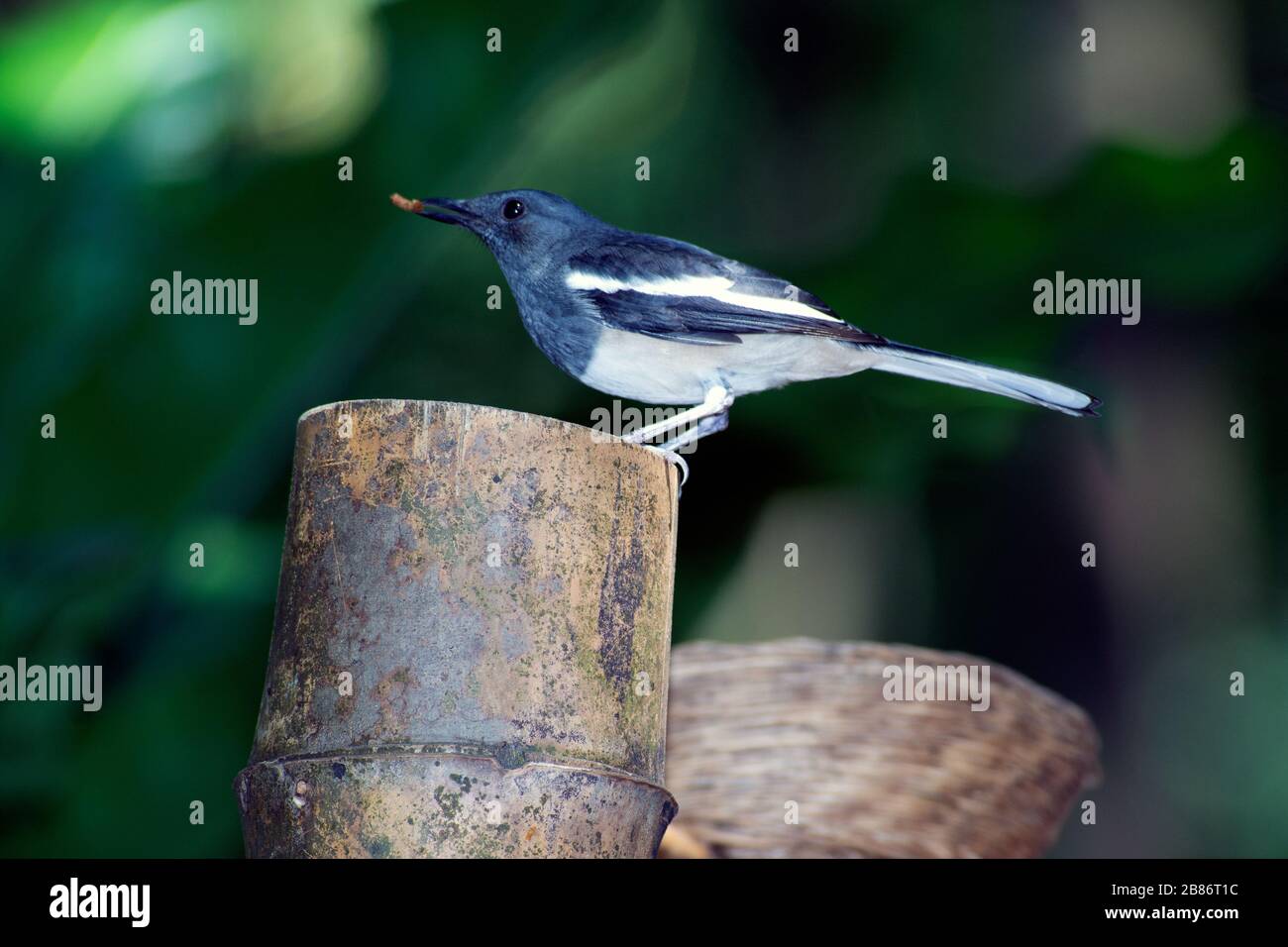 Copsychus pica hi-res stock photography and images - Alamy