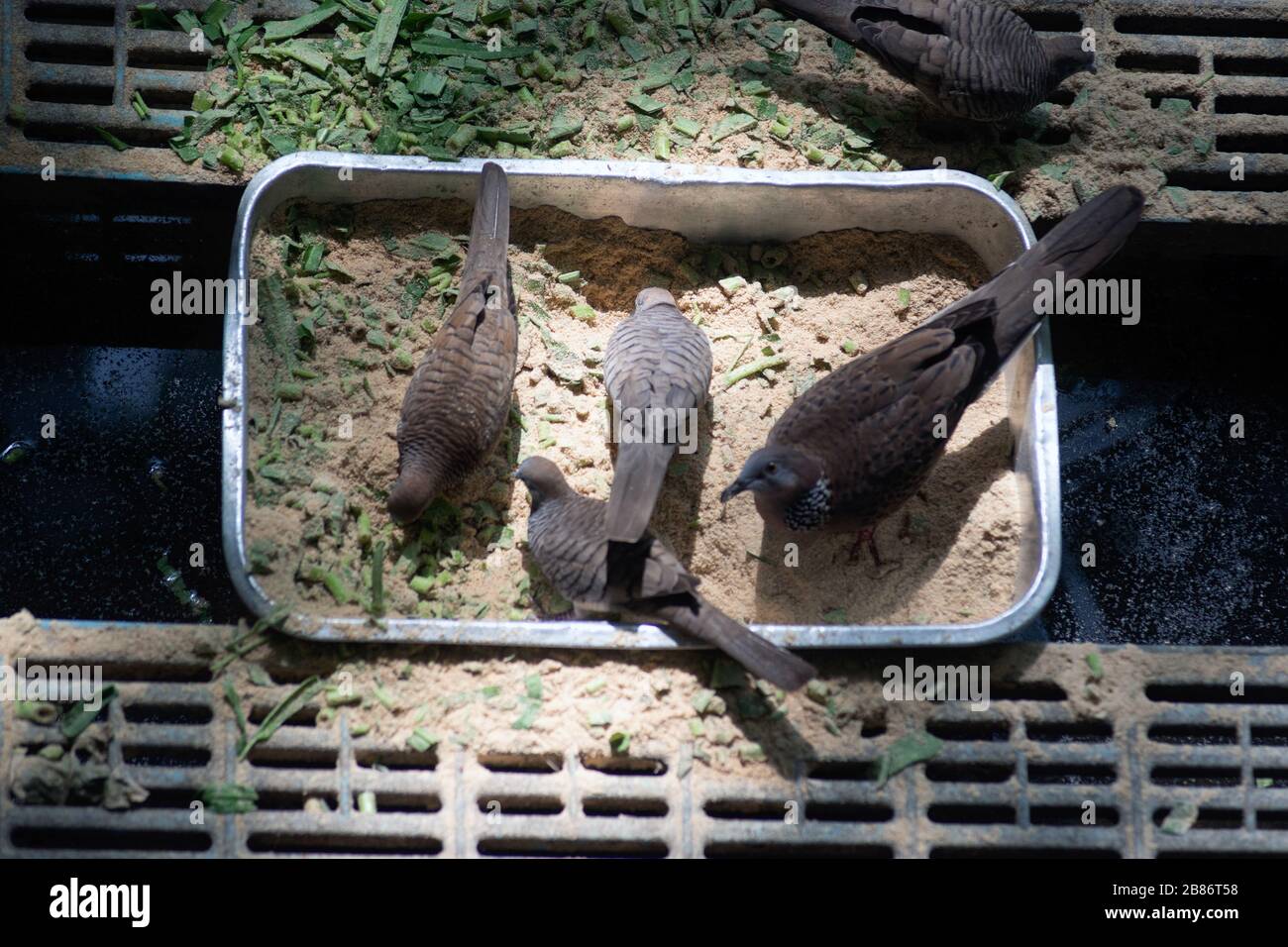 Spotted Necked Dove and Zebra Dove feeding on a tray Stock Photo - Alamy
