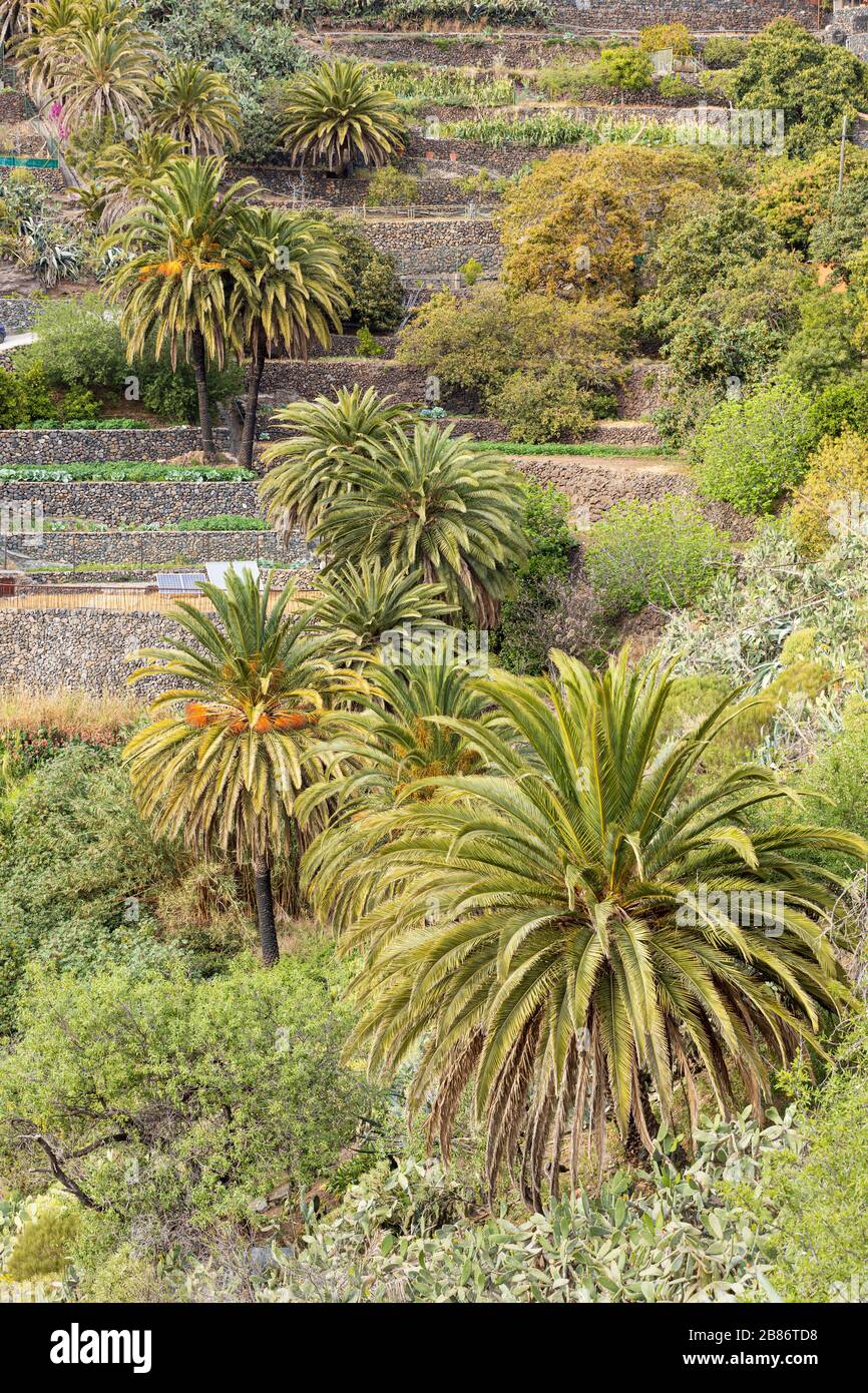 Phoenix canariensis, Canarian palm tree on terraces up the side of the ...