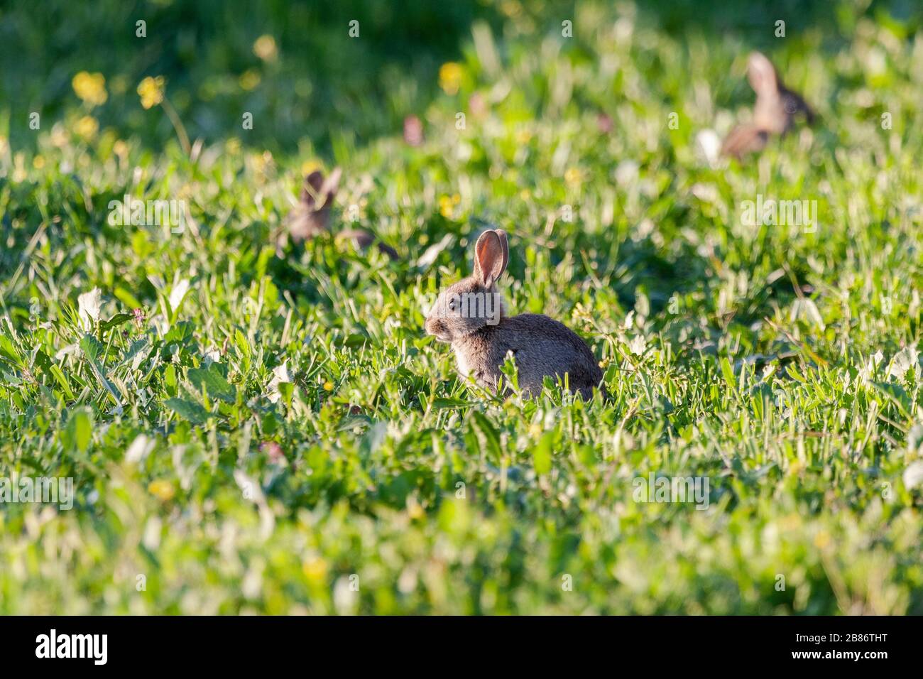 European rabbit (Oryctolagus cuniculus), small rabbits eating in the ...