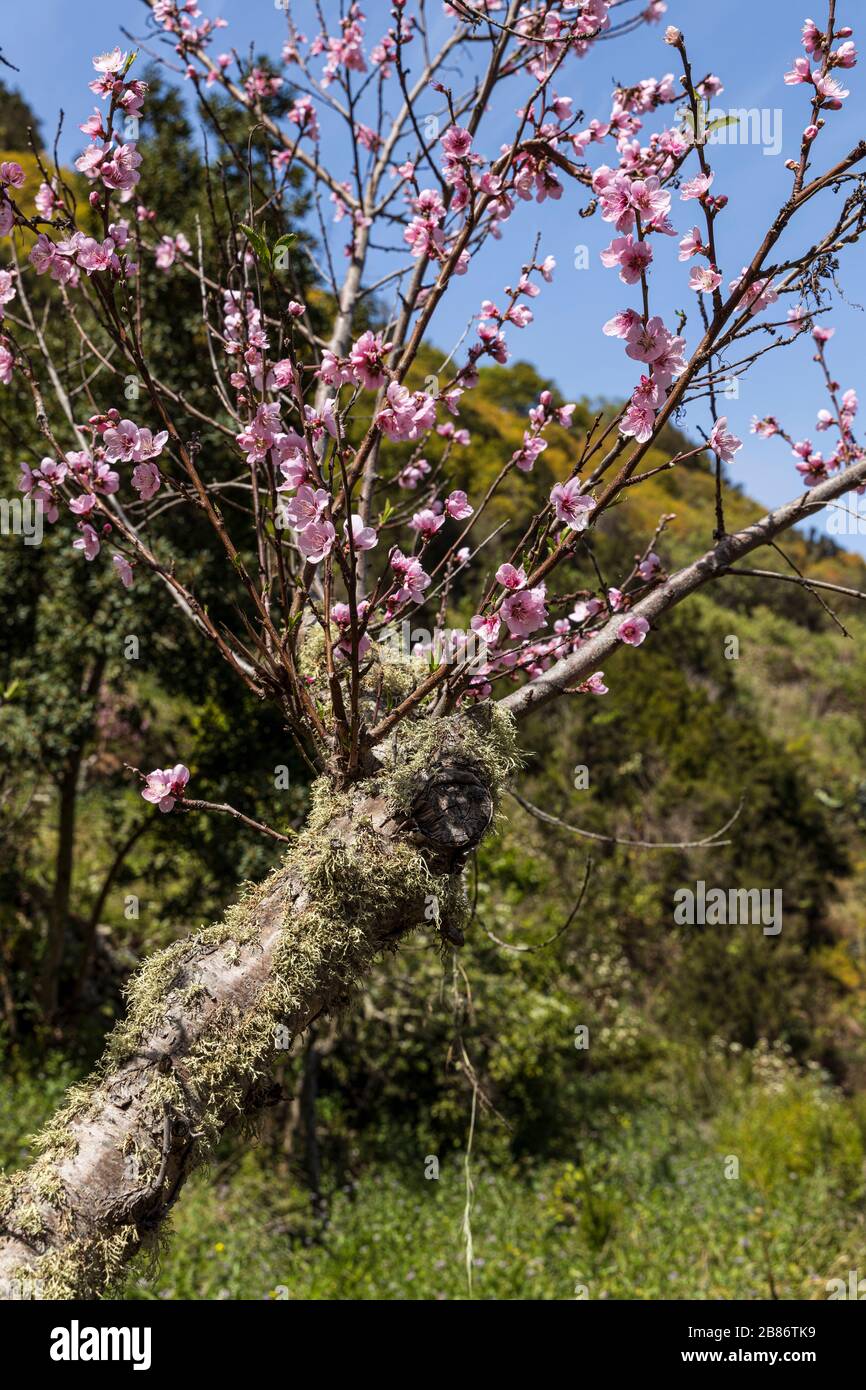 Prunis dulcis trees hi-res stock photography and images - Alamy