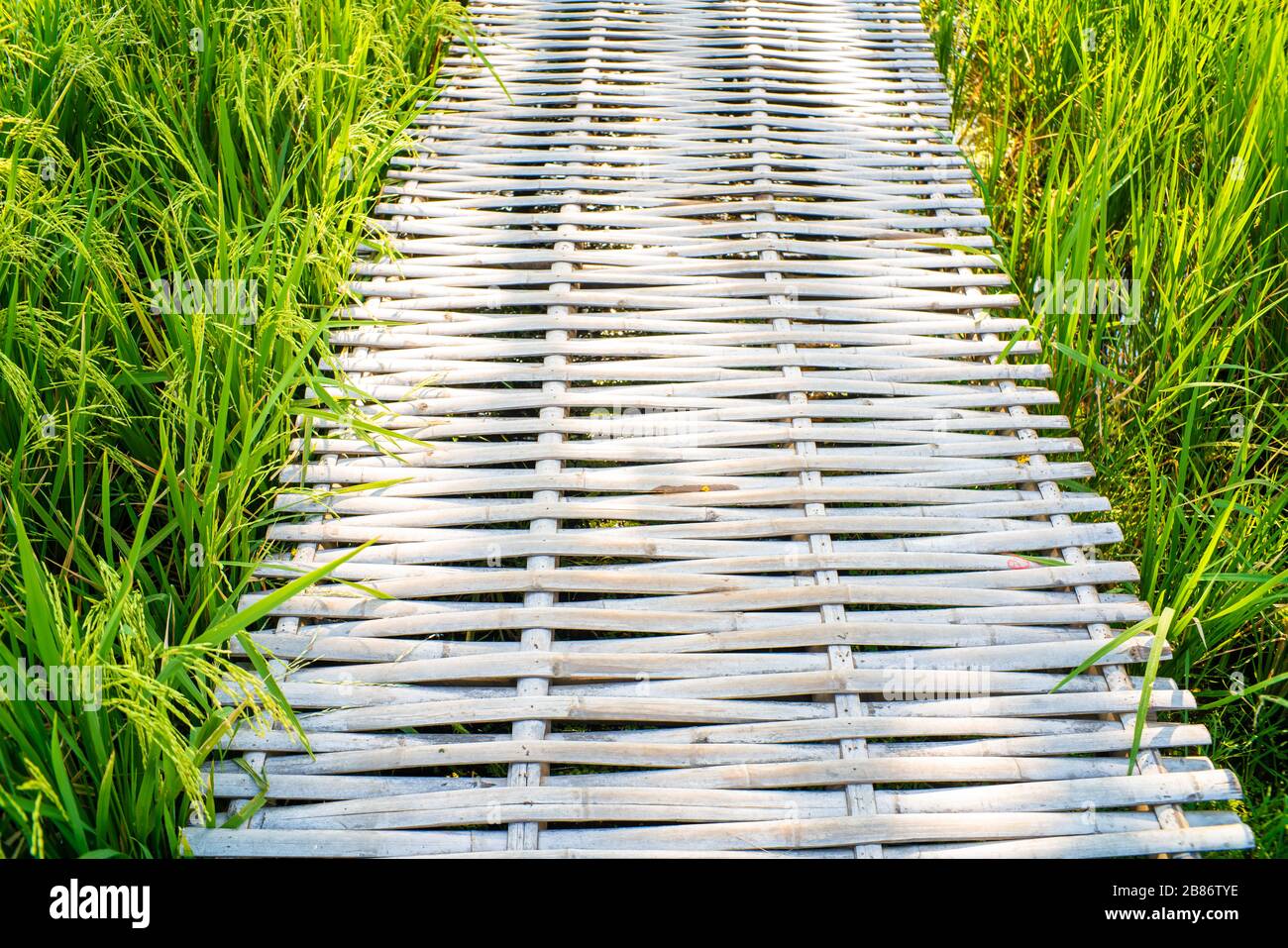 Green paddy rice plantation field with wooden patchway put text mock up ...
