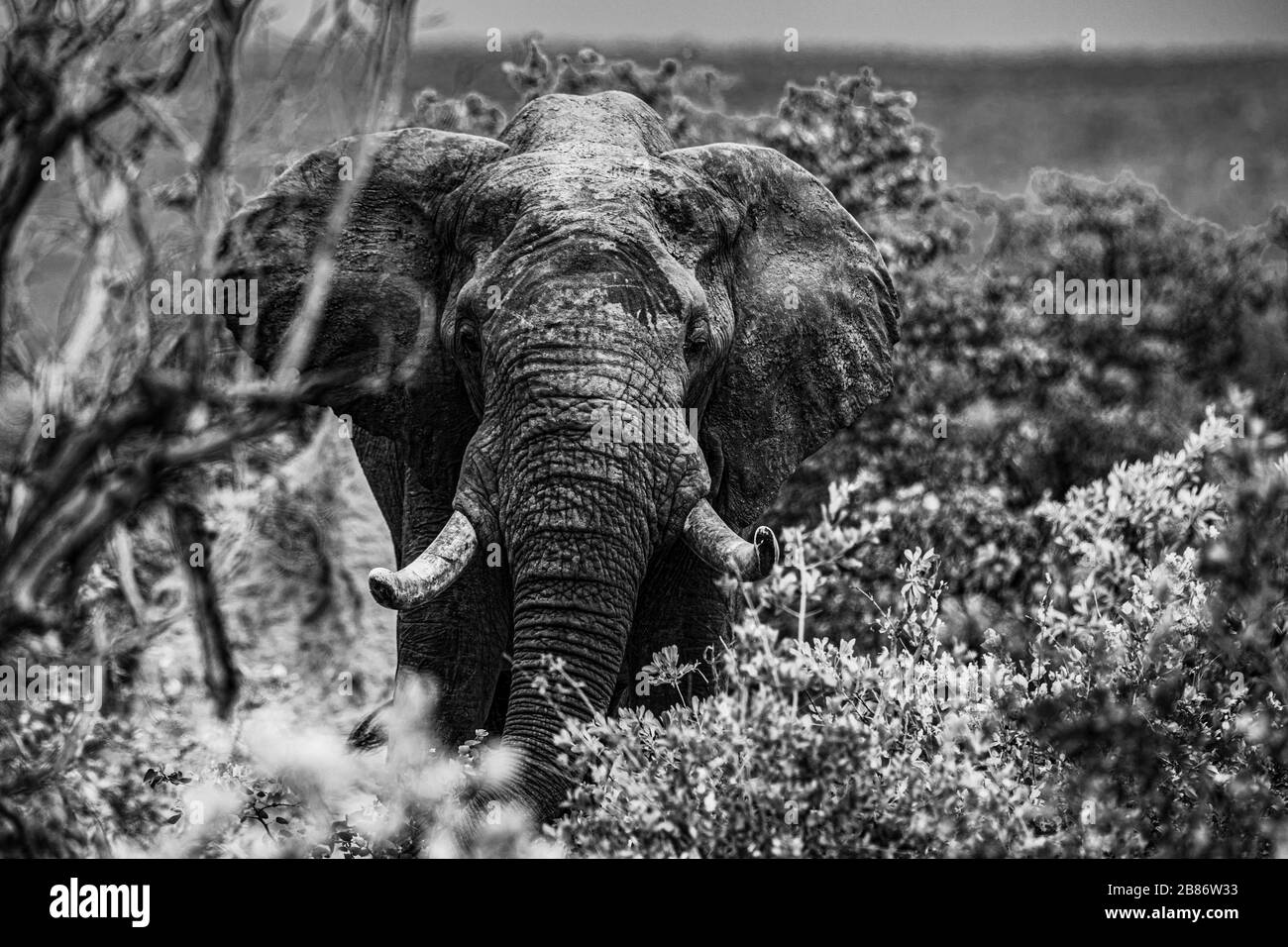 Elephant in the bush BNW Stock Photo - Alamy
