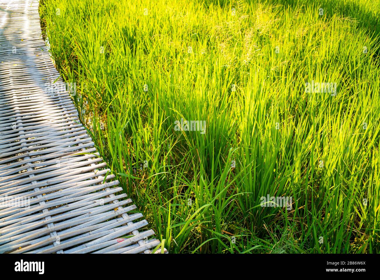 Green paddy rice plantation field with wooden patchway put text mock up ...