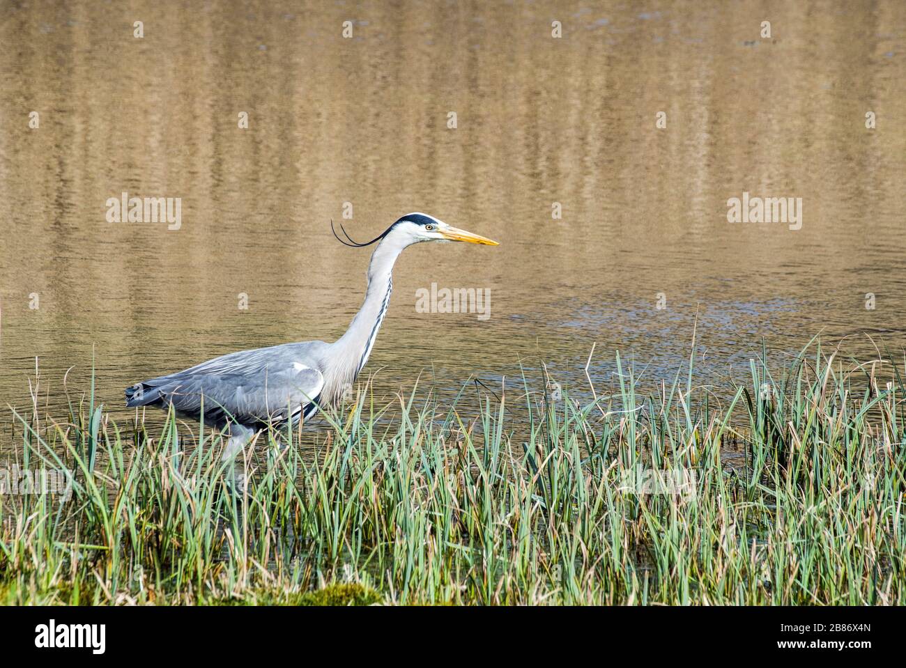 A grey heron Ardea cinerea waiting to see a fish in a reed pond in ...