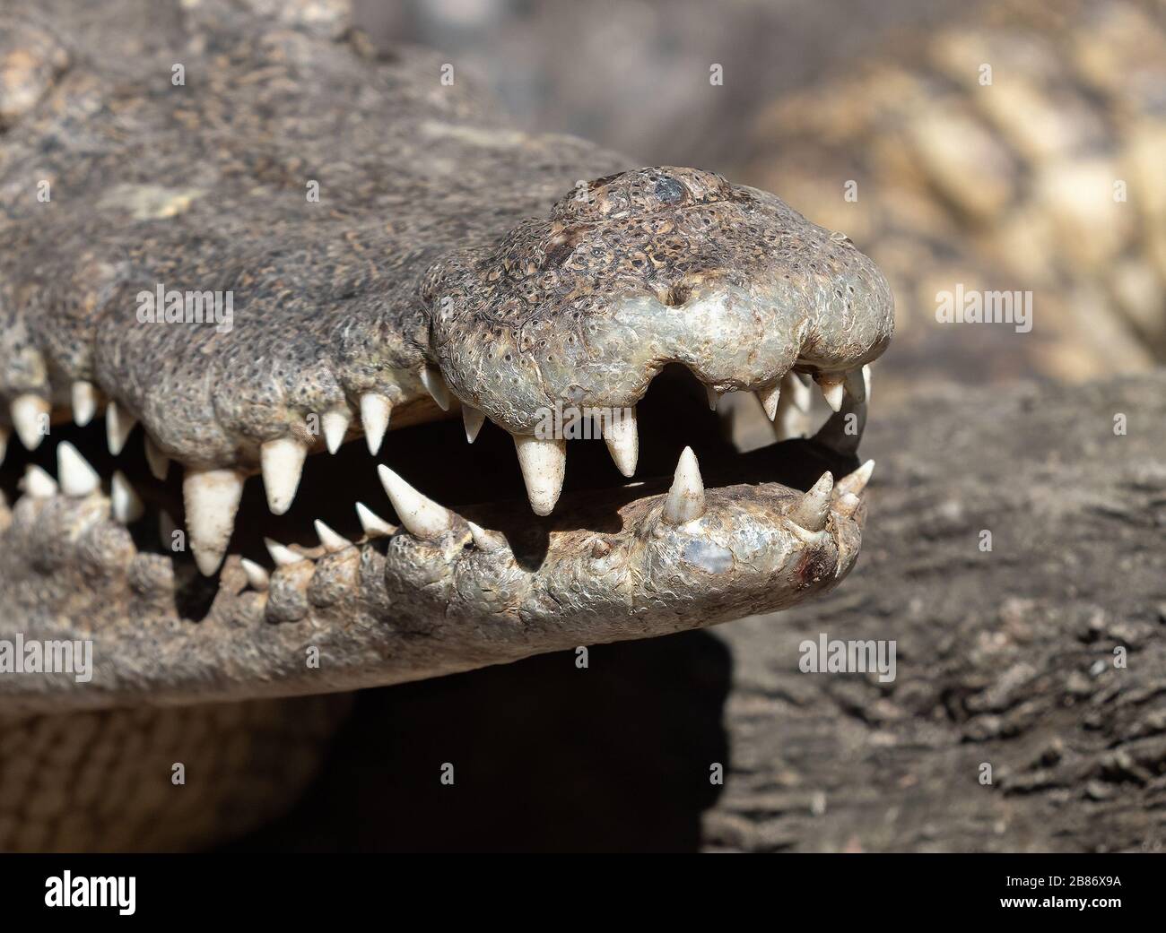 Closeup Tooth of Crocodile was Sunbathing Isolated on Background Stock ...
