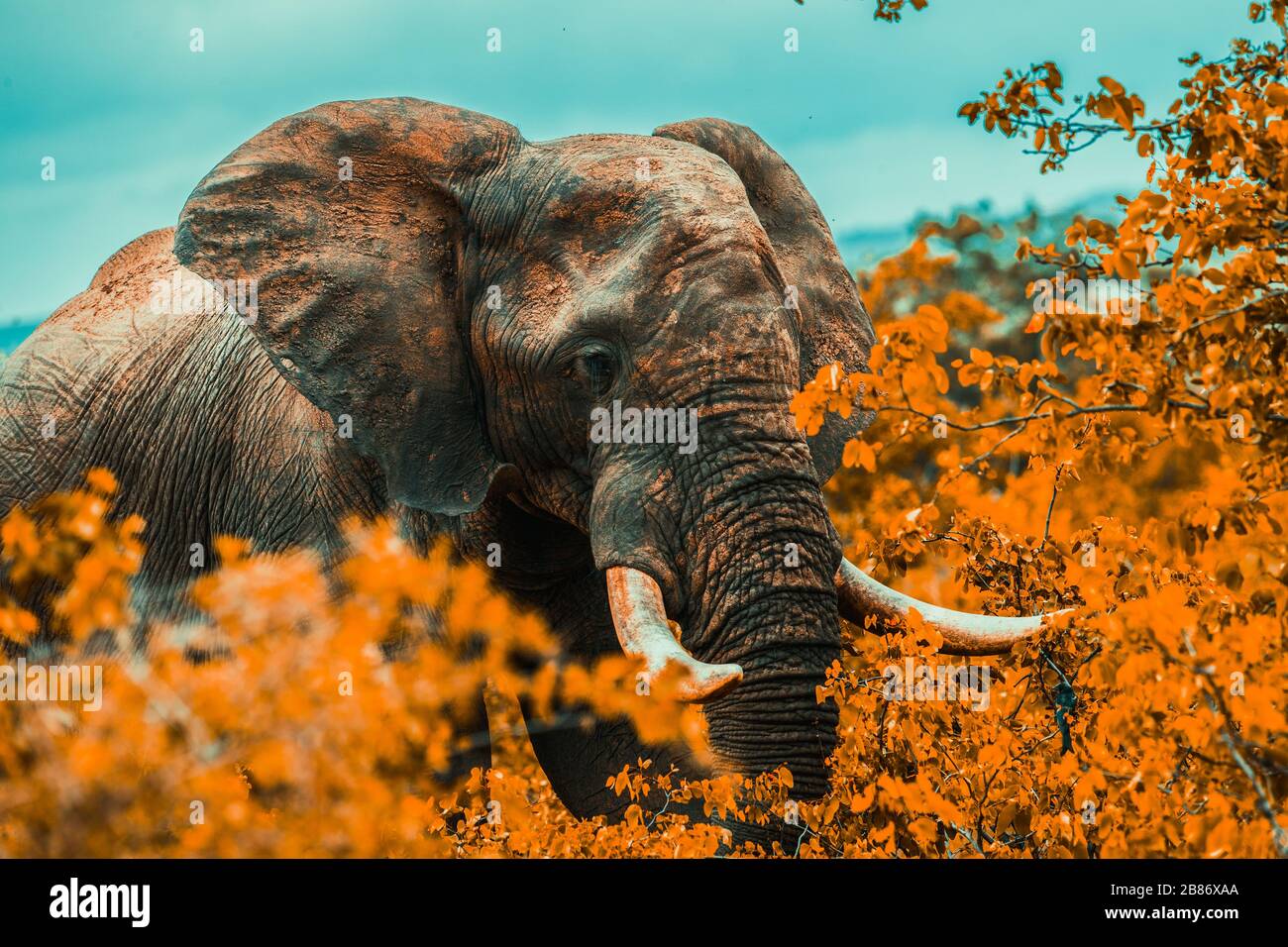 Elephant in the bush pt 1 Stock Photo - Alamy